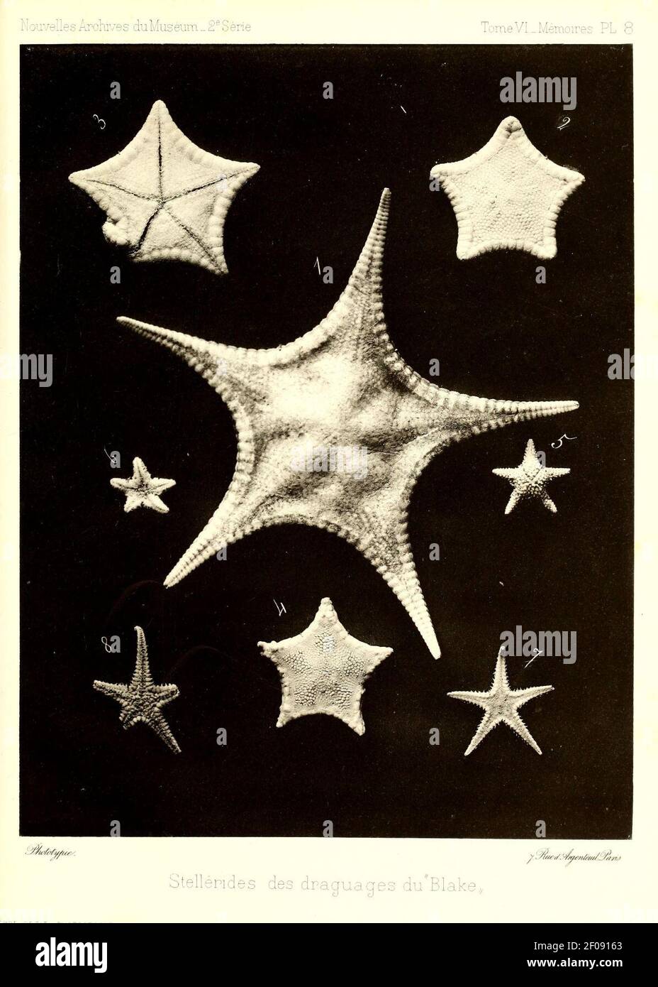 Planche viii hi-res stock photography and images - Alamy