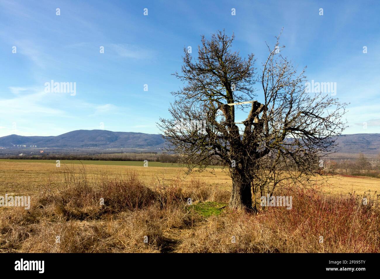 Broken tree hi-res stock photography and images - Alamy