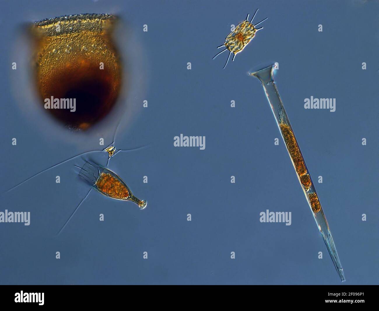 Planktonic hi-res stock photography and images - Alamy
