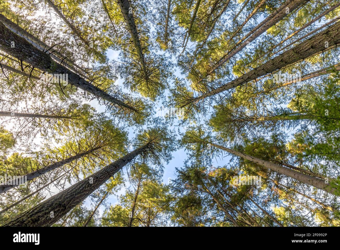 Tall trees reaching for the sky hi-res stock photography and images - Alamy