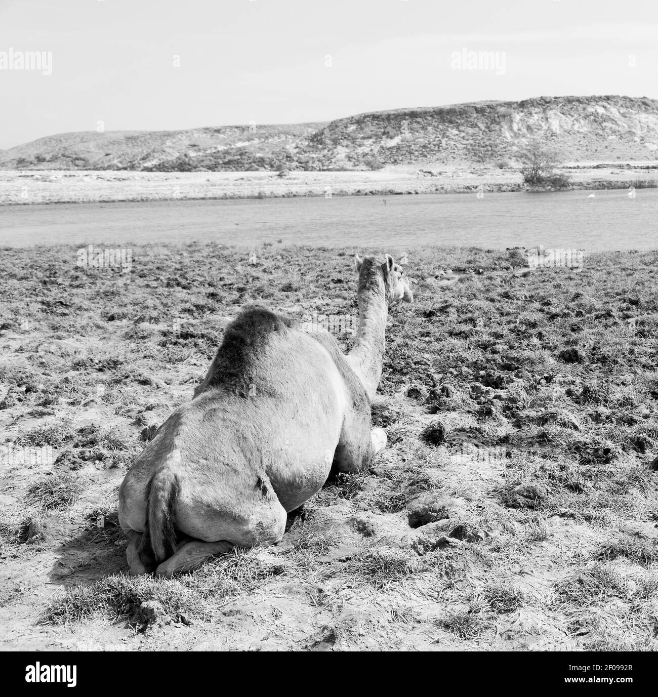 Oman camel beach Black and White Stock Photos & Images - Alamy