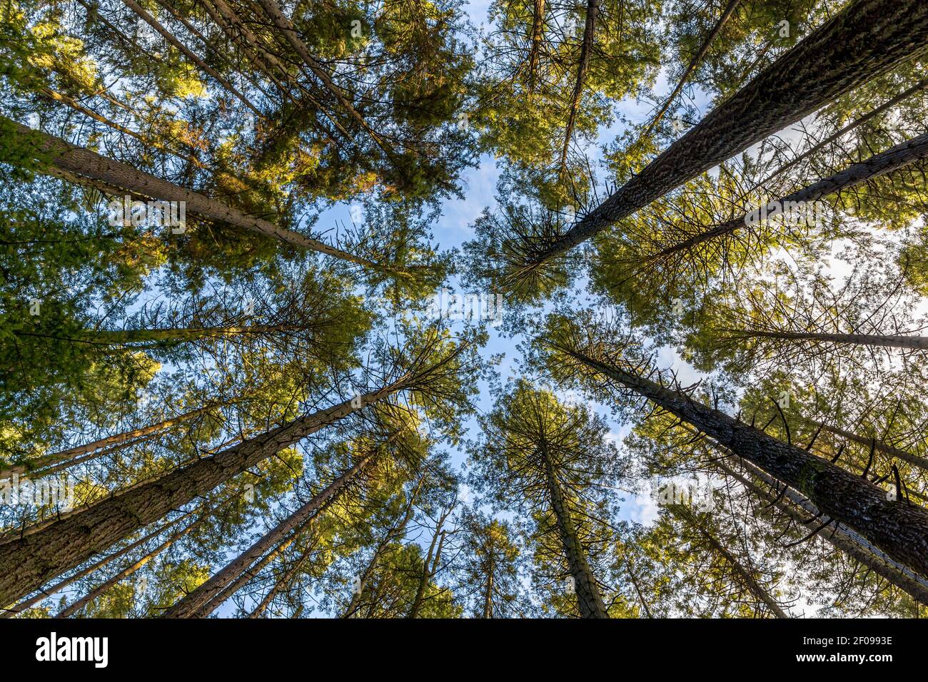 Sky looking up trees hi-res stock photography and images - Alamy