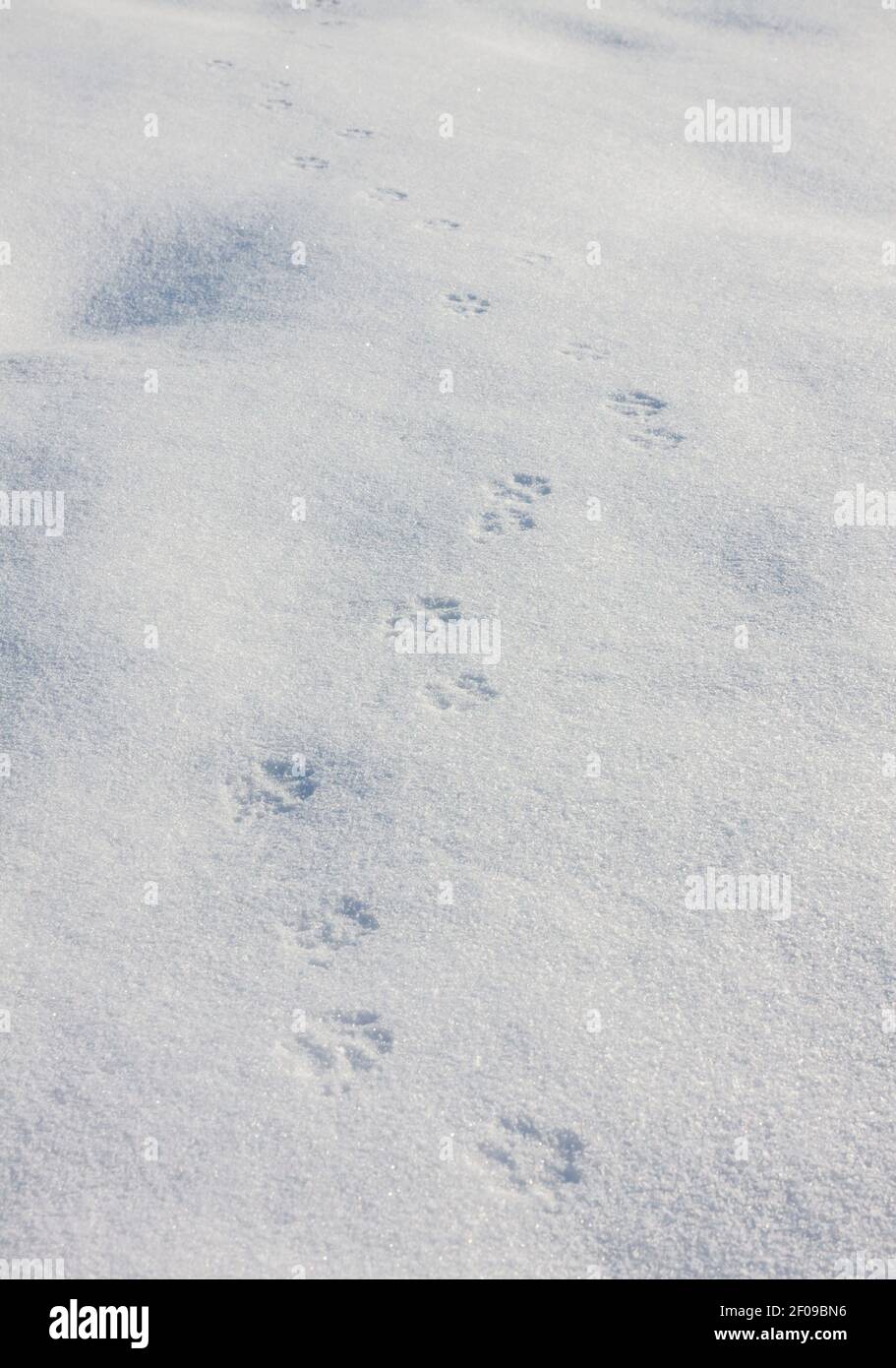 Animal paw prints in snow hi-res stock photography and images - Alamy