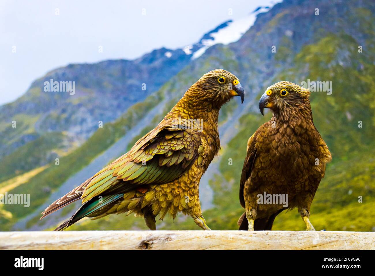 Kea track hi-res stock photography and images - Alamy