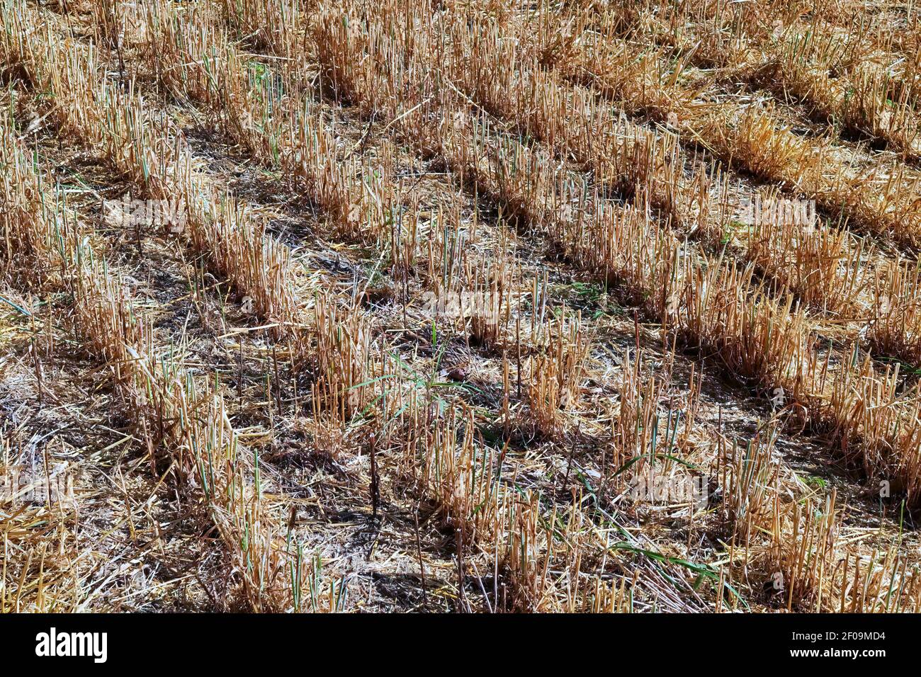 Barely crop hi-res stock photography and images - Alamy