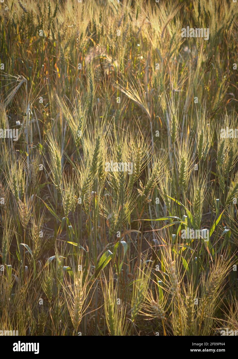 Vertical photo of golden barley hairs glowing from sunlight Stock Photo ...
