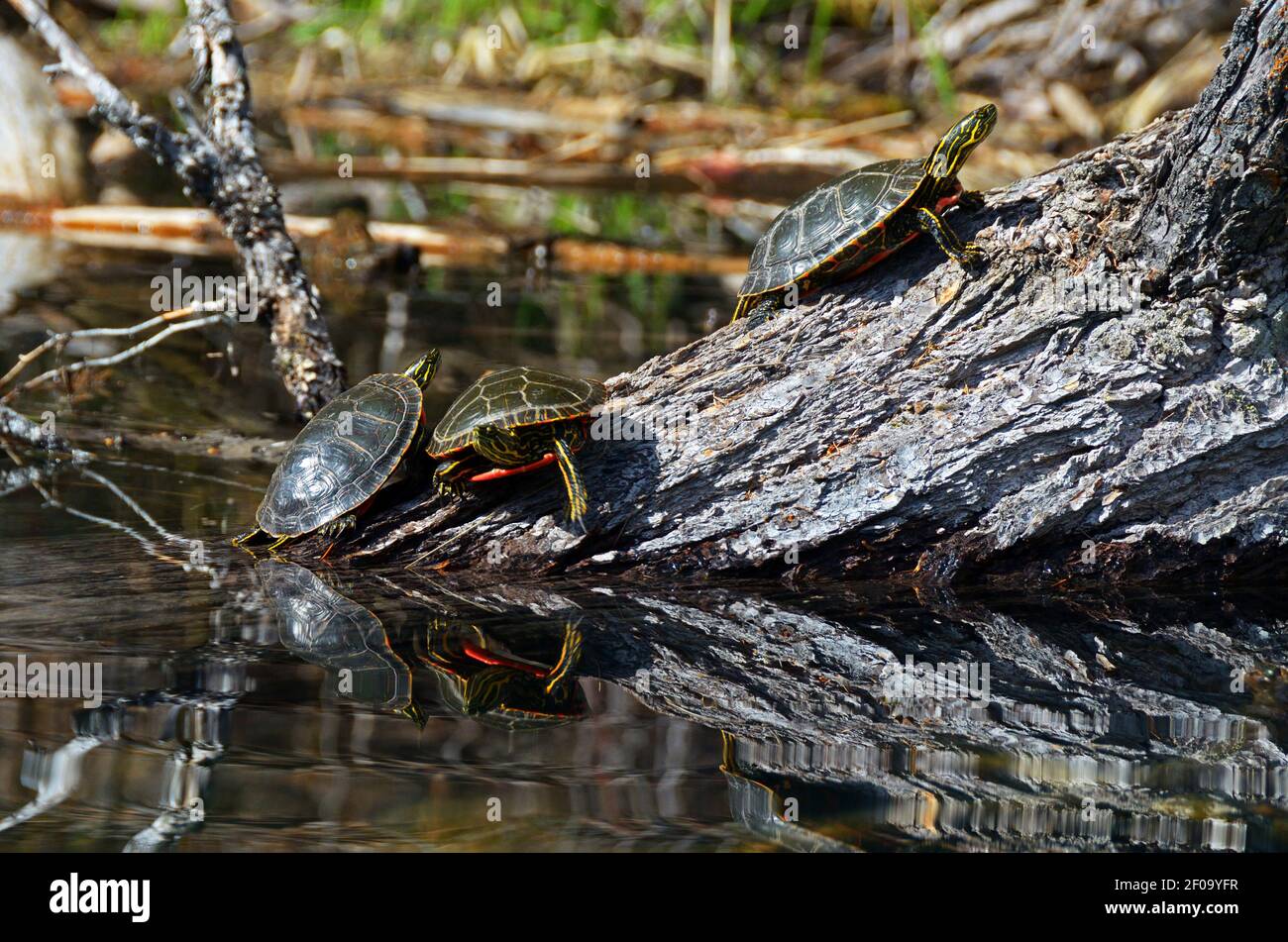 Western Painted Turtles in a mountain lake. Yaak Valley, Montana ...