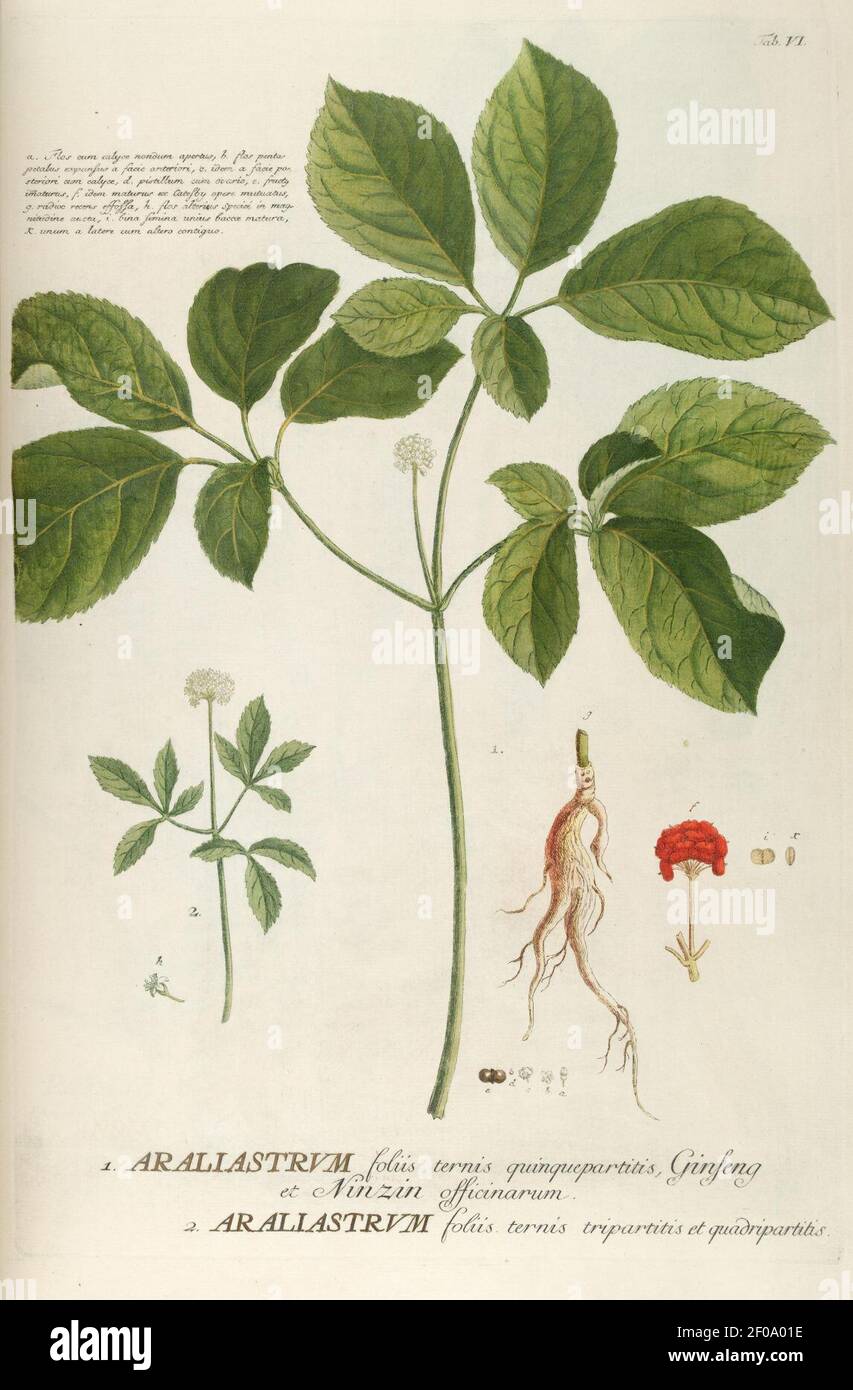 Plantae selectae quarum imagines ad exemplaria naturalia Londini, in ...