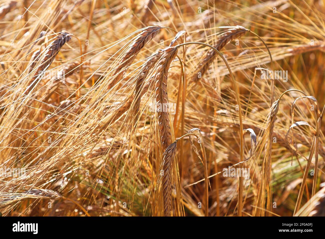 Golden barley texture hi-res stock photography and images - Alamy