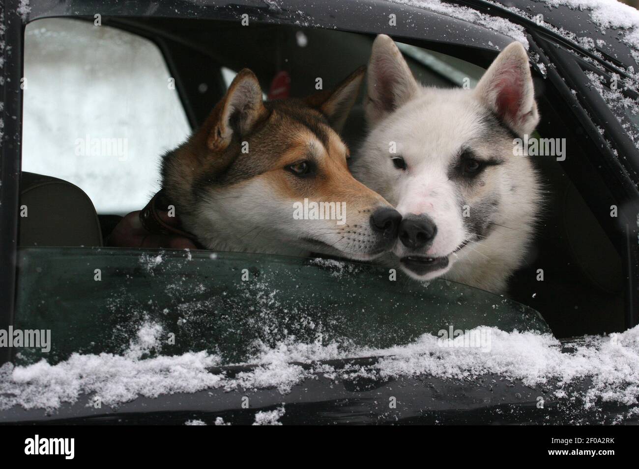 Anchorage Husky Puppies