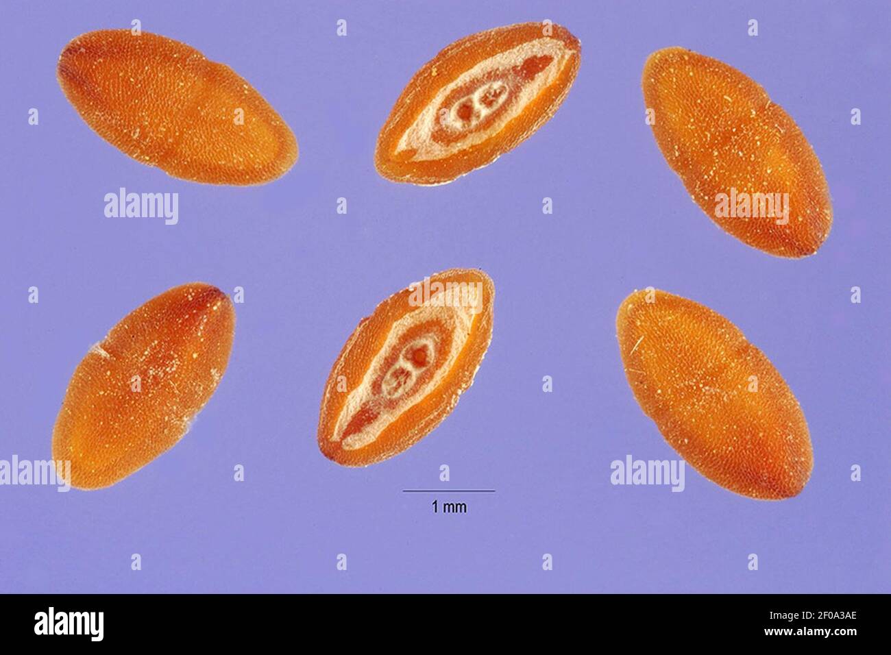 Plantago patagonica seeds Stock Photo - Alamy