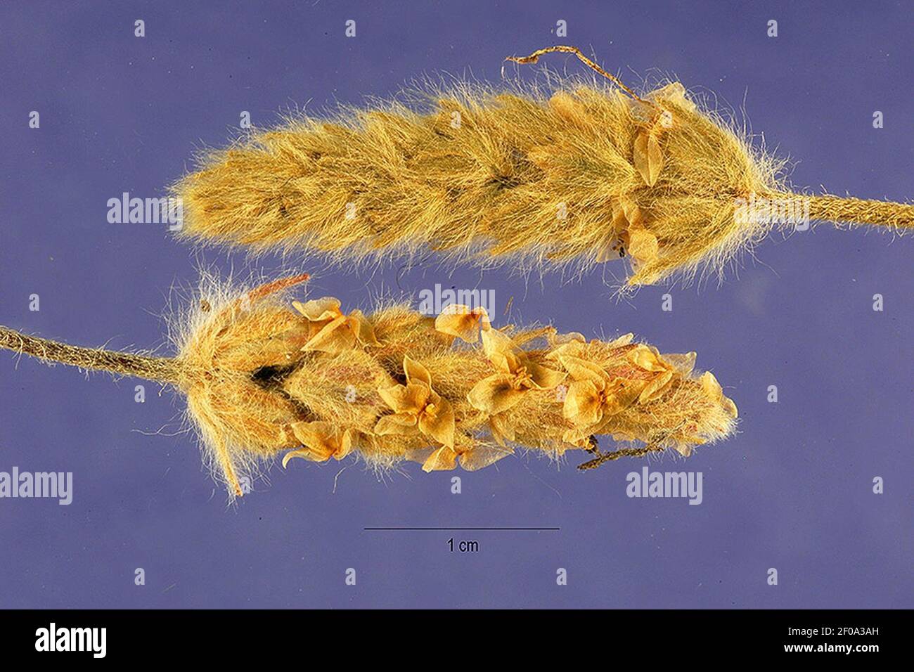 Plantago seeds hi-res stock photography and images - Alamy