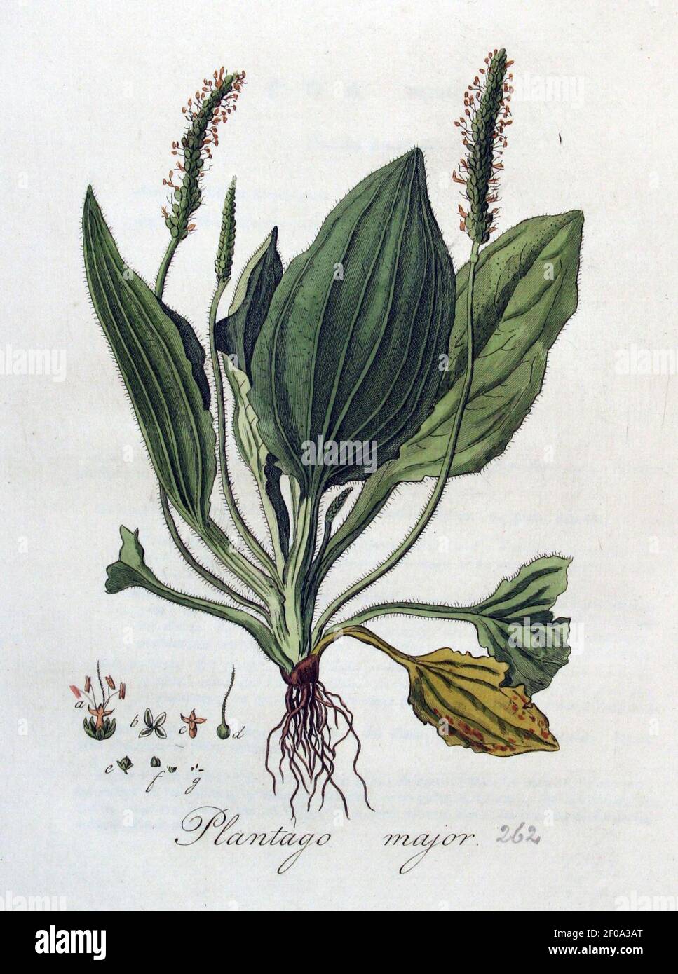 Plantago major — Flora Batava — Volume v4 Stock Photo - Alamy