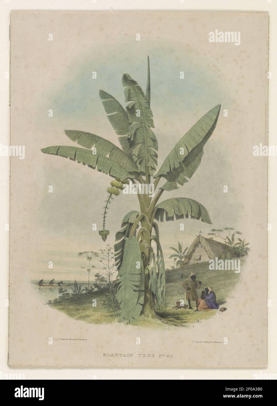 Plantain tree no. 40 Stock Photo - Alamy