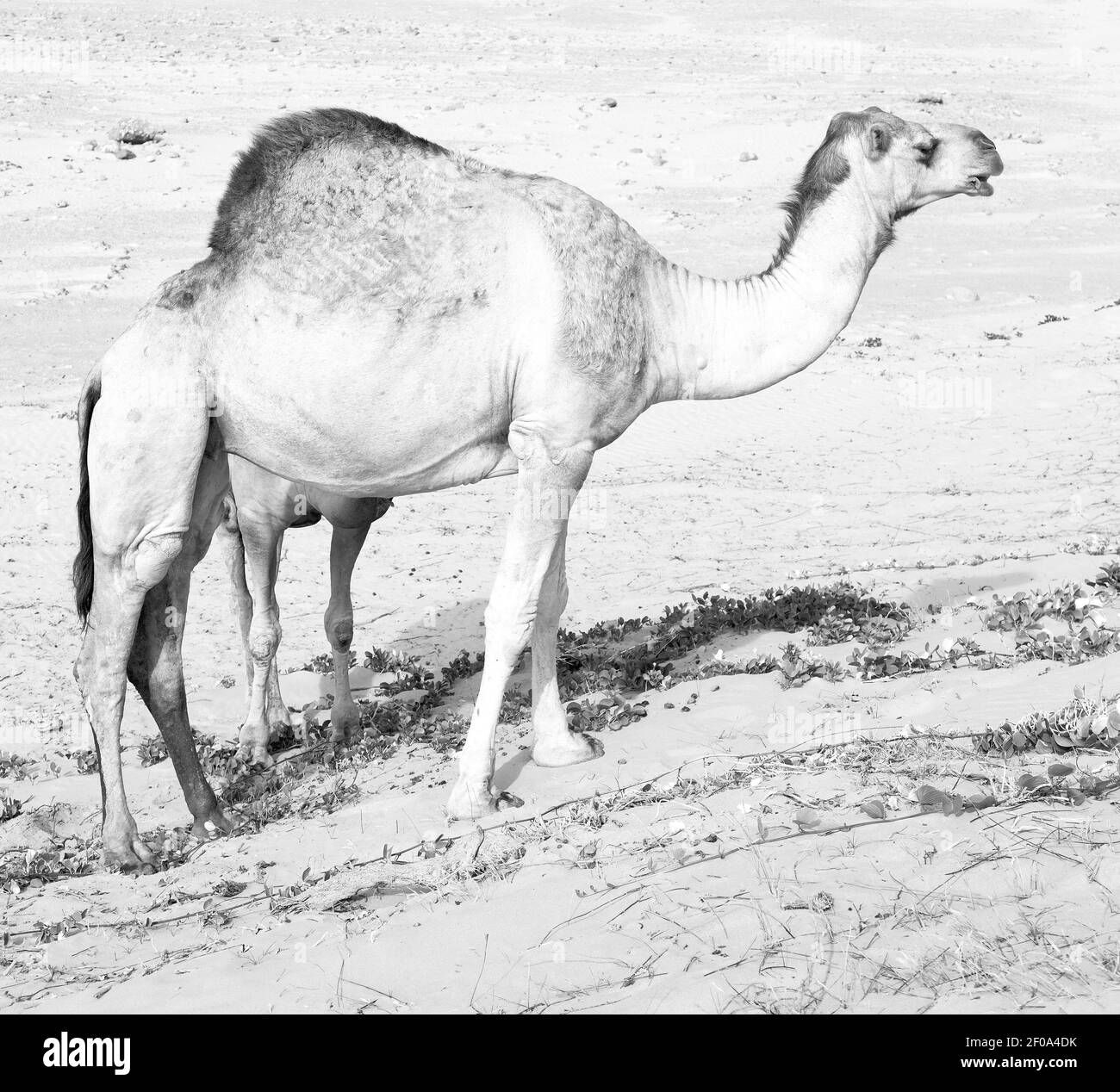 Oman camel beach Black and White Stock Photos & Images - Alamy