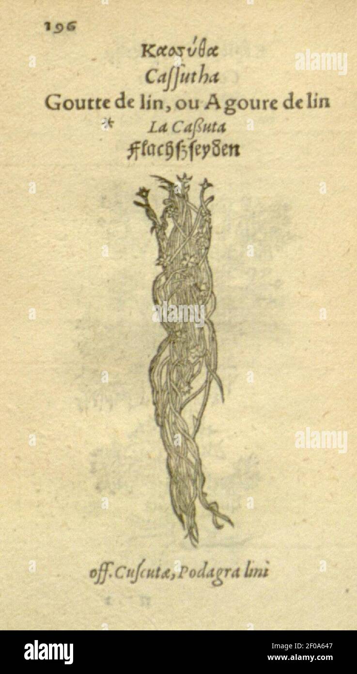 Plantarum effigies (Page 196 Stock Photo - Alamy