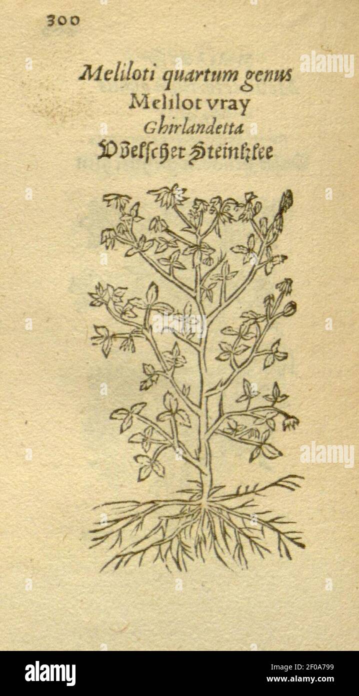 Plantarum effigies (Page 300 Stock Photo - Alamy