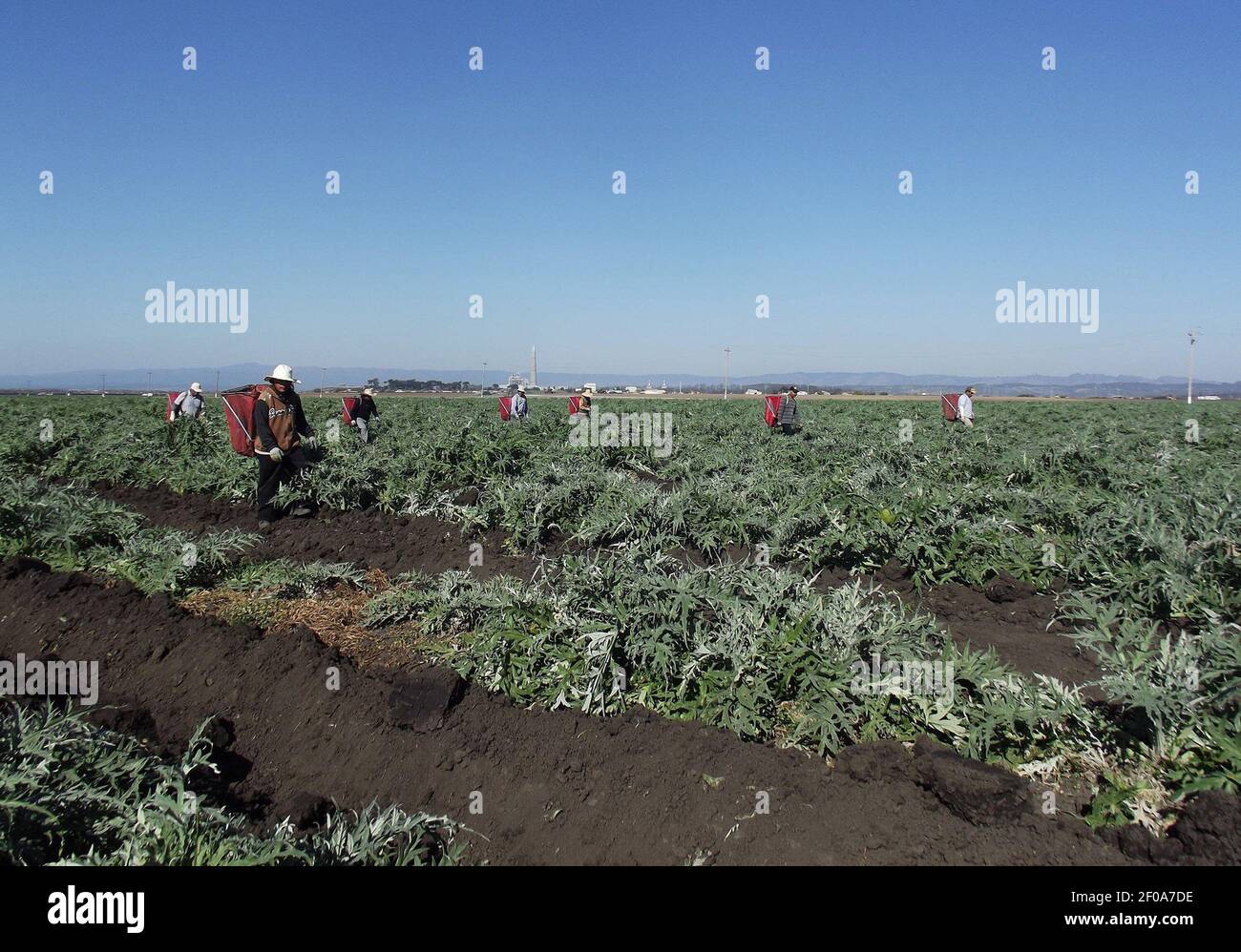 Farmworkers pick artichokes in the fields of Salinas, Calif., which was ...