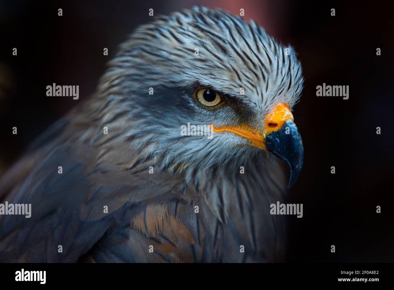 Portrait of predator bird . Close up image of the eagle Stock Photo - Alamy