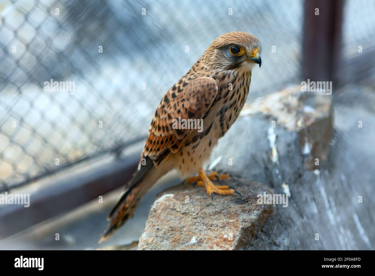Vulture in cage hi-res stock photography and images - Alamy