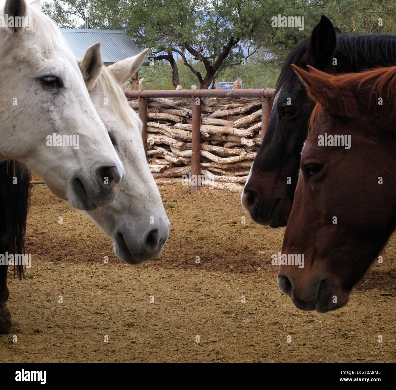 Horses wait in a corral at Tanque Verde, a working ranch that sidles up ...