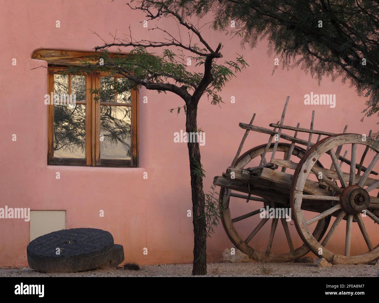 Tough mesquite trees dot the landscape at Tanque Verde, a working ranch ...