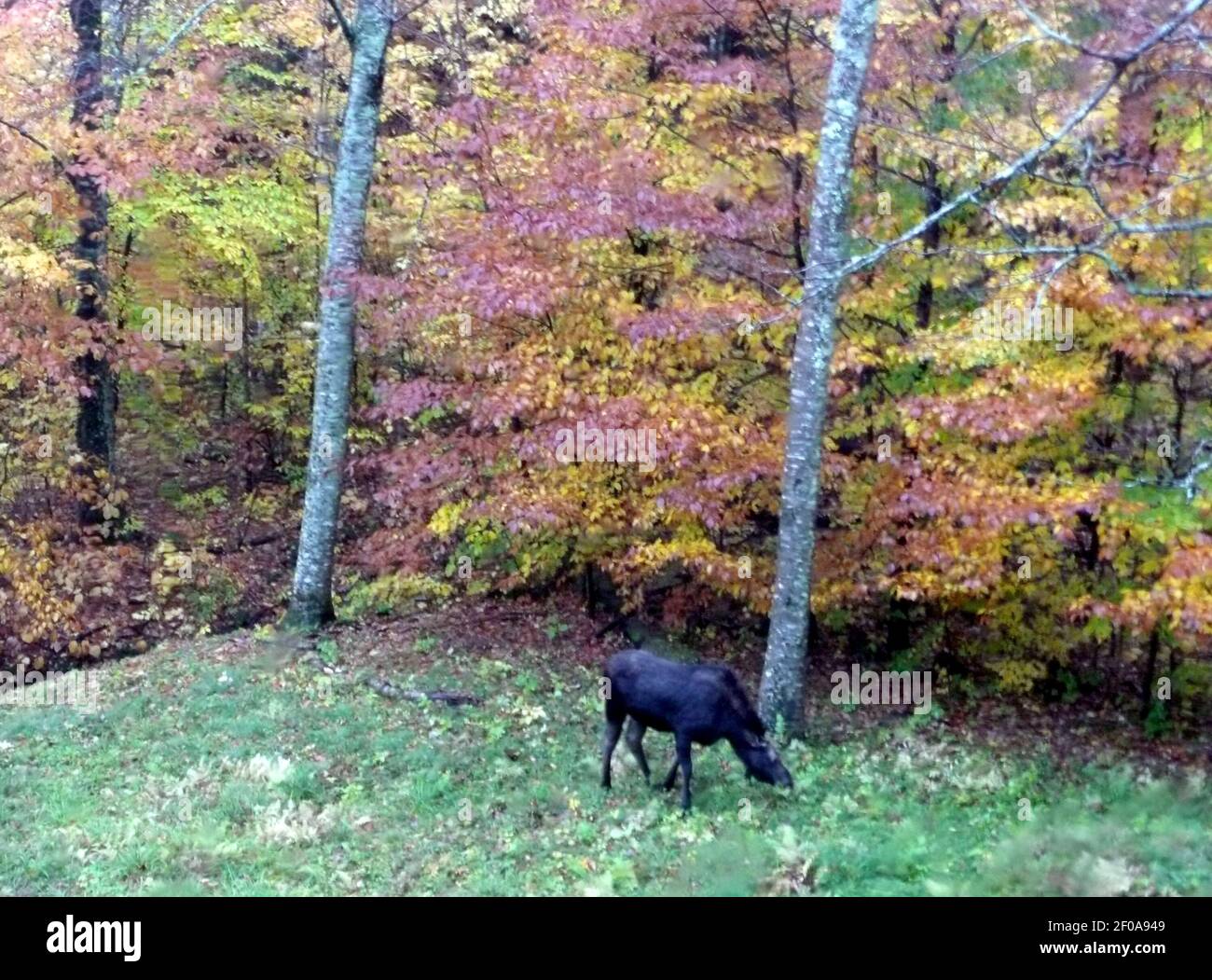 A moose grazes beside the Mount Washington Auto Road in New Hampshire ...