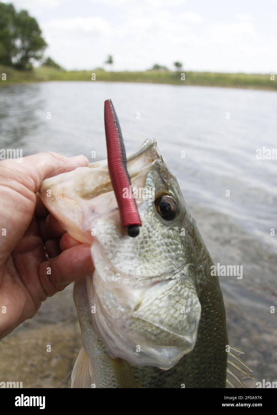 What's known as the Ned-rig is simply a small jig head with a half of a ...