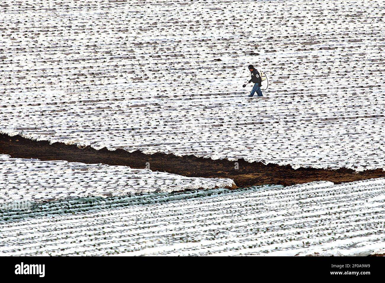 A field worker moves through a sea of plastic covering strawberry beds ...