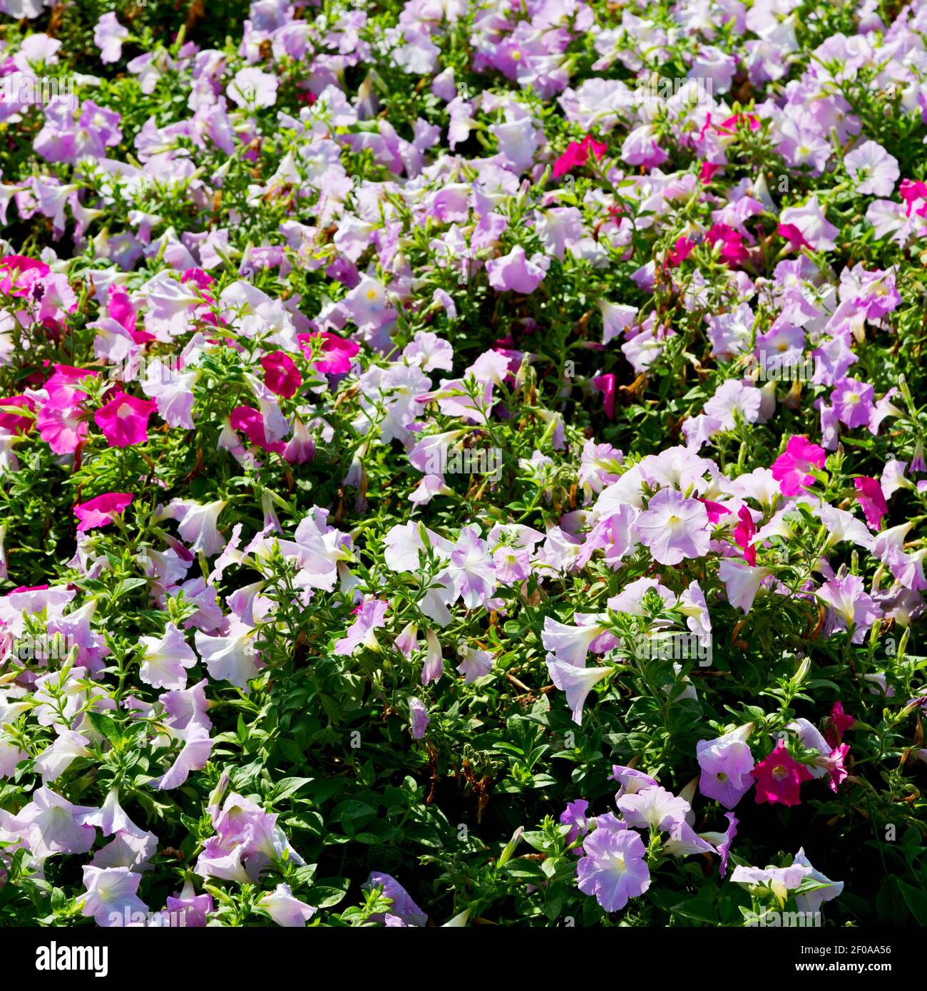 In oman flowers and garden the spring colors Stock Photo - Alamy