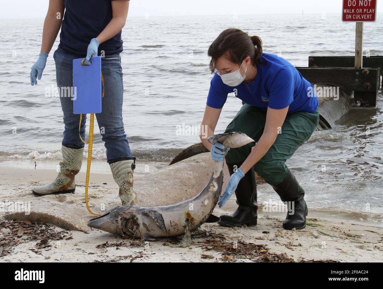Mississippi gulfport dolphin hi-res stock photography and images - Alamy