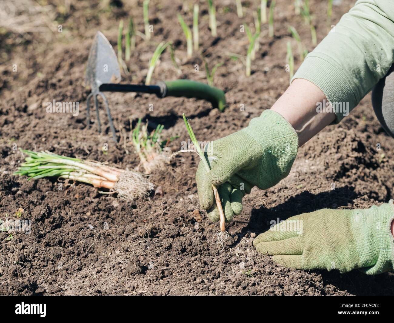 Spring onion seedlings hi-res stock photography and images - Alamy