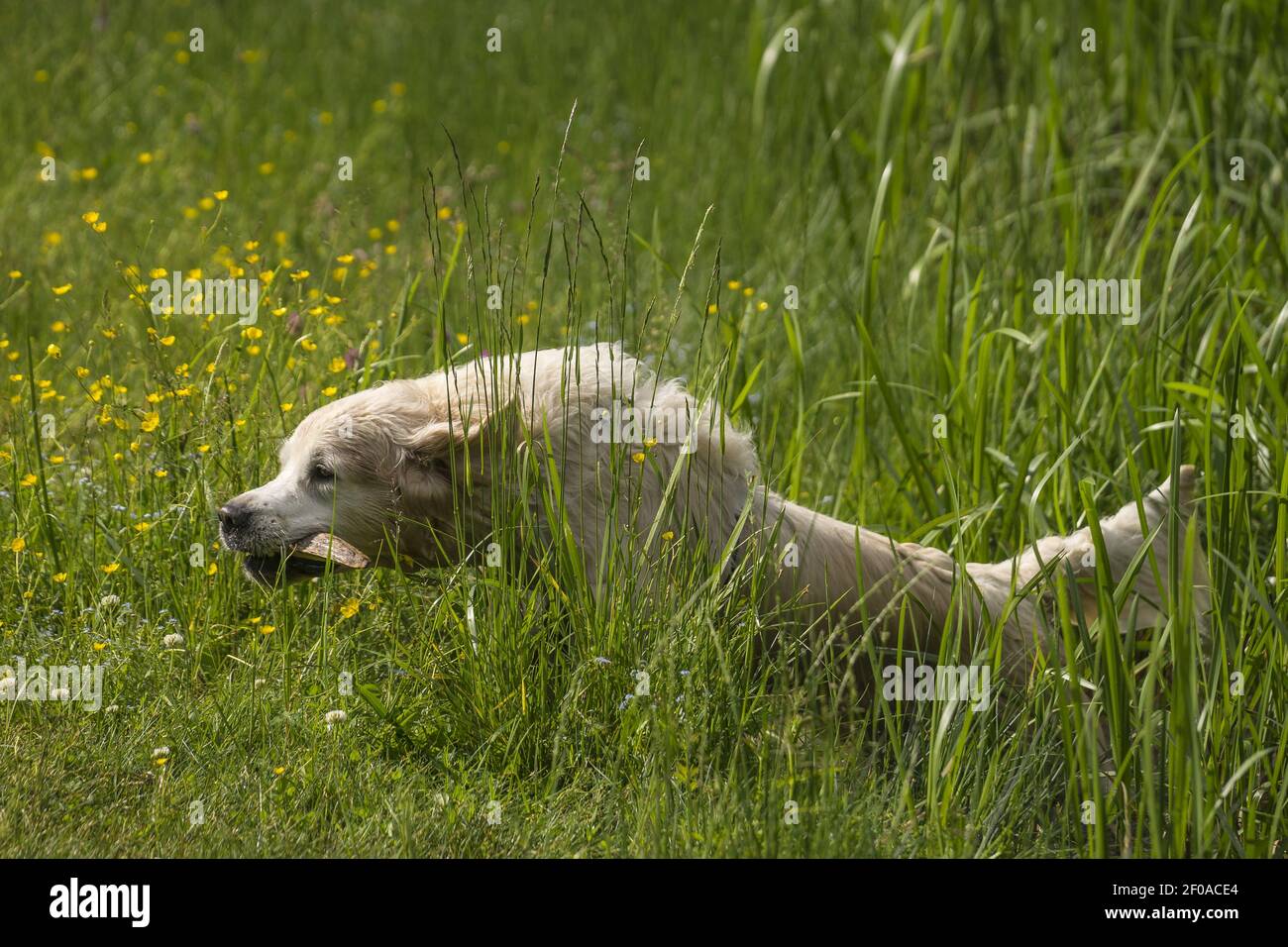 Working retriever hi-res stock photography and images - Alamy