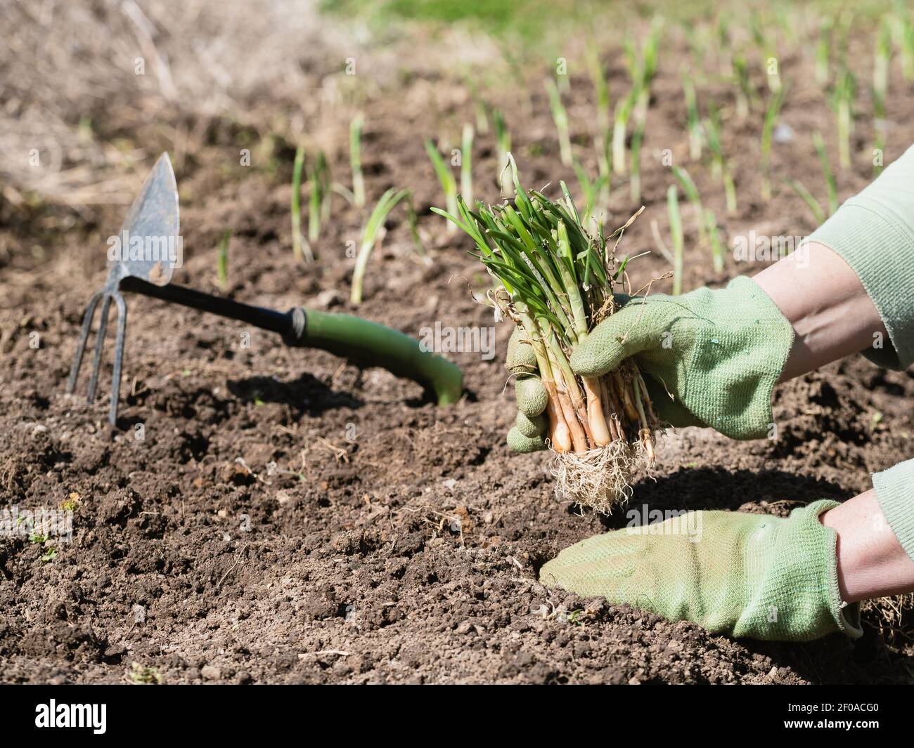 Spring onion seedlings hi-res stock photography and images - Alamy