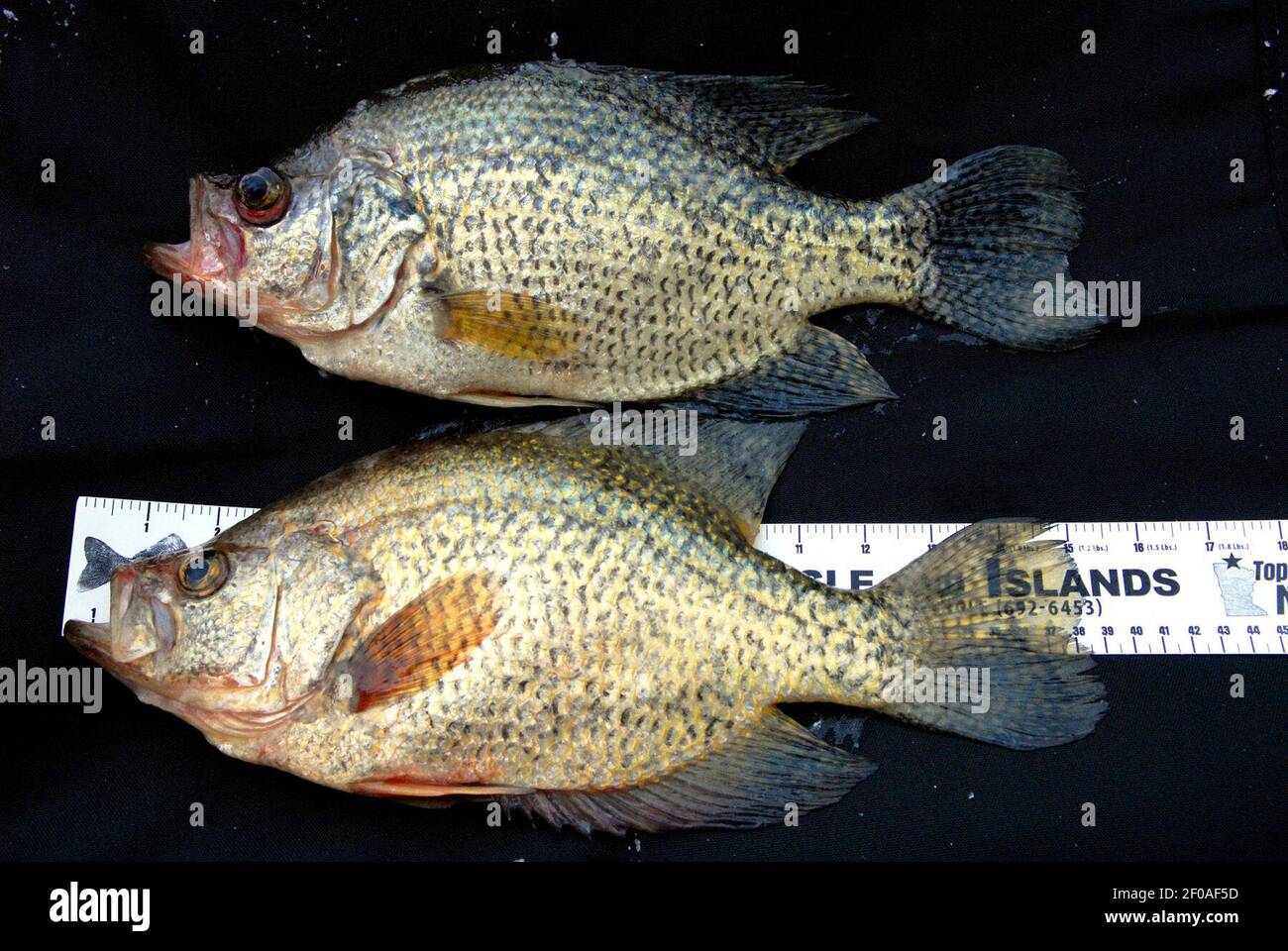 How big were the crappies? These two exceeded 15 inches long. (Photo by ...