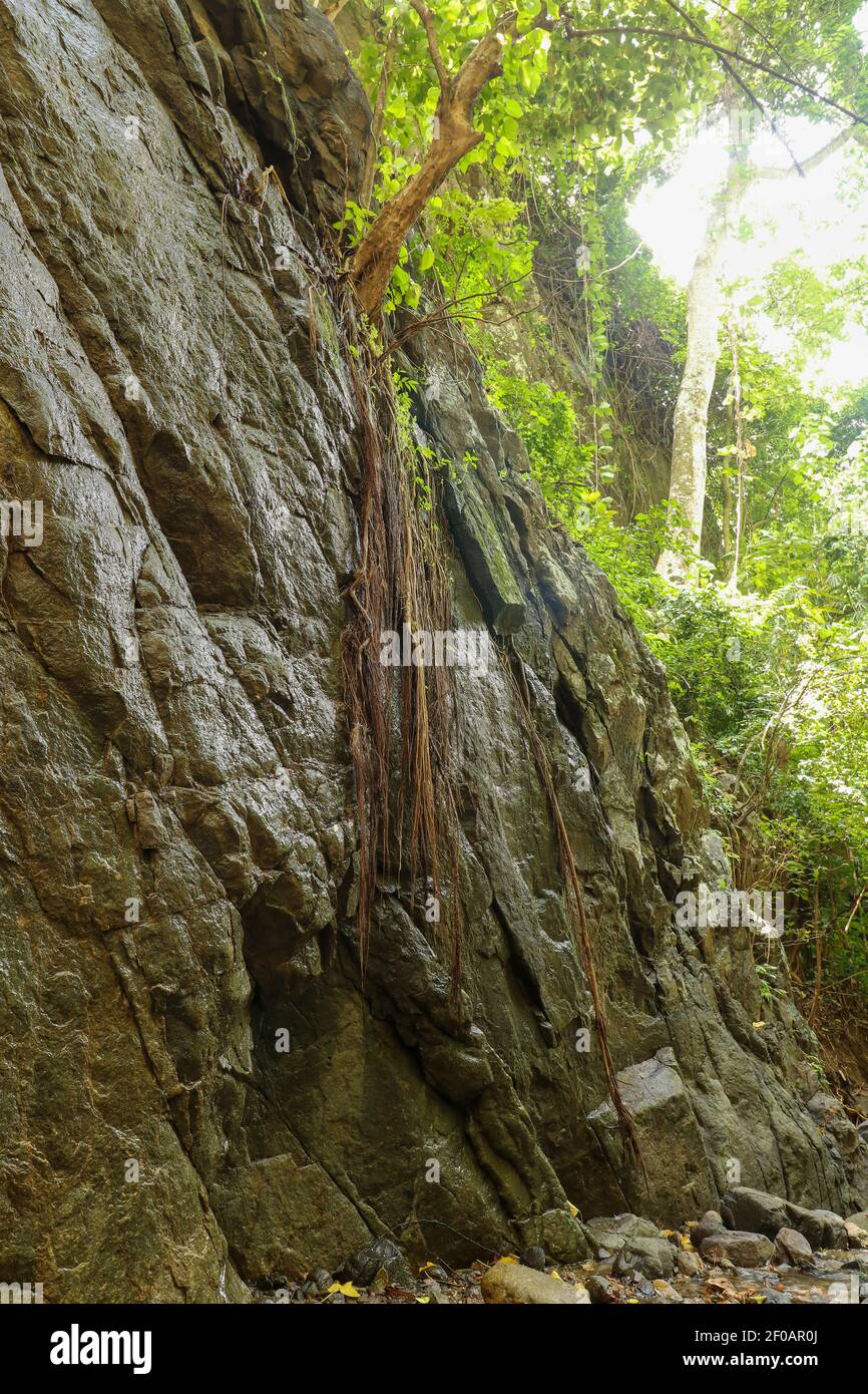 Trees on the rocks.The roots of many trees among the rocks Stock Photo ...