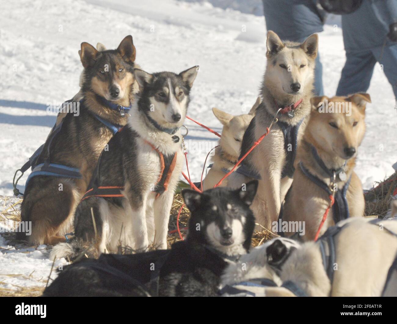 His dogs watch the action as musher Hugh Neff works on his sled at the ...
