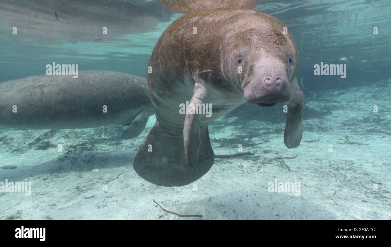 At Three Sisters Springs in the Crystal River National Wildlife Refuge ...