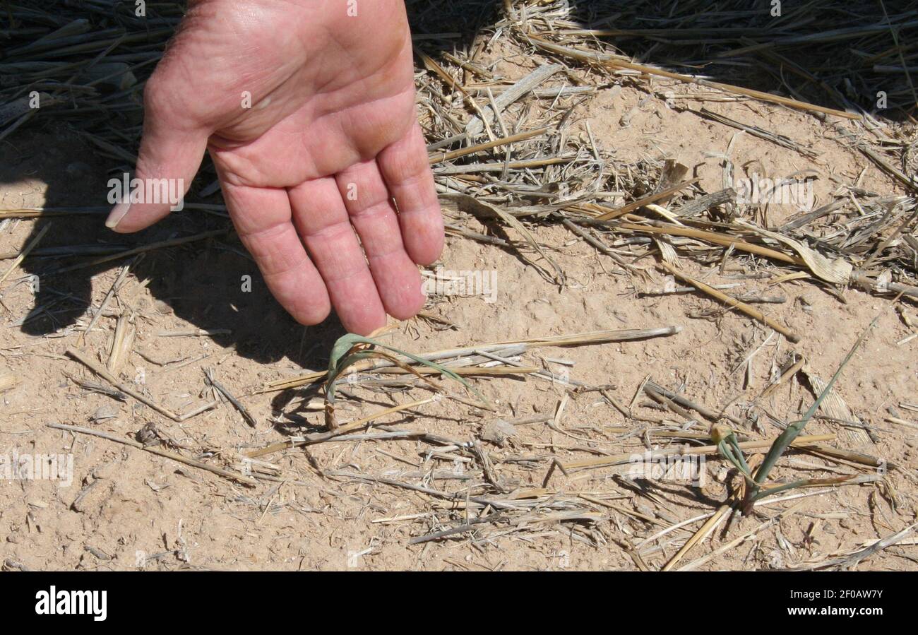 Morton County farmer Scott Shrauner shows how his dry land crops have ...