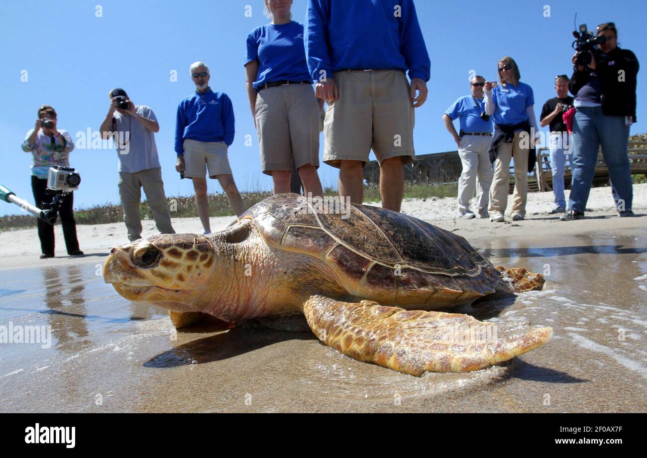 A small crowd watches as a hundred-pound Loggerhead turtle returns to ...