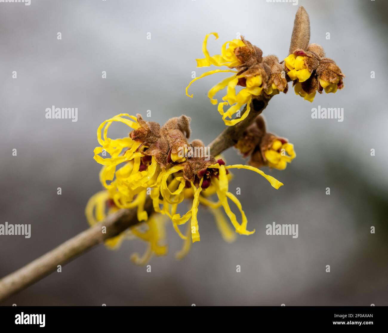 Chinese witch hazel, Kinesisk trollhassel (Hamamelis mollis Stock Photo ...