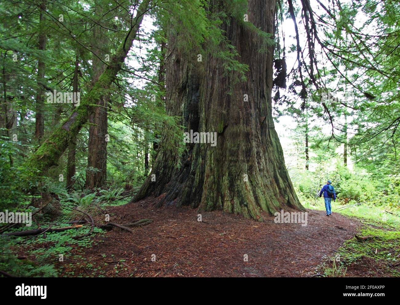 Visitors look especially tiny in the shadow of giant redwoods in Atlas ...