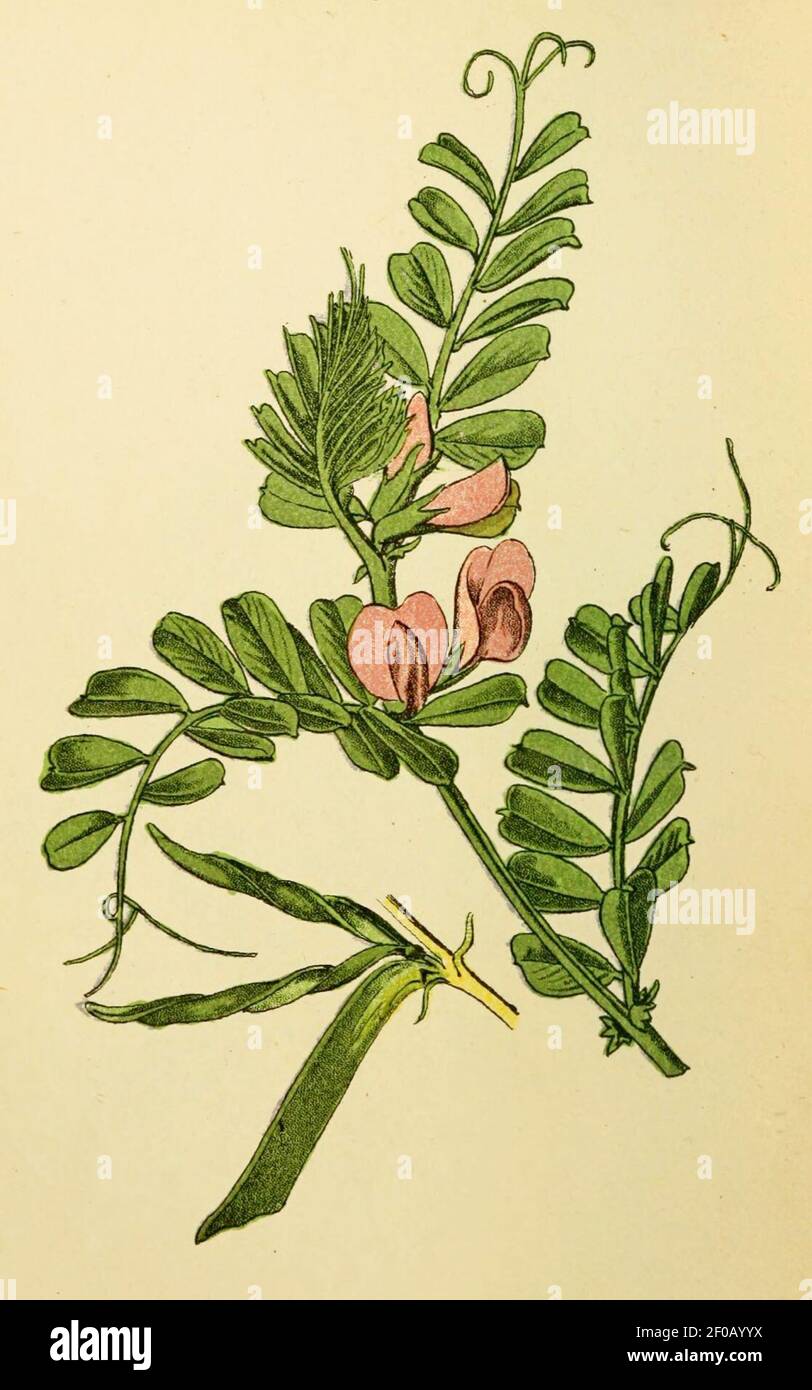 Plantenschat1898 82 36 Voederwikke.—Vicia sativa Stock Photo - Alamy