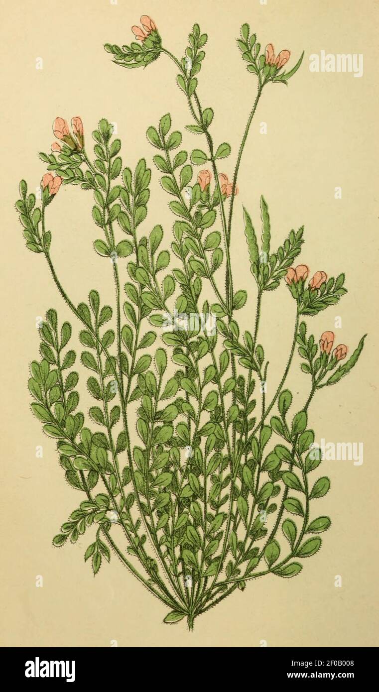 Plantenschat1898 94 42Vogelpootje.—Ornithopus perpusillus Stock Photo ...