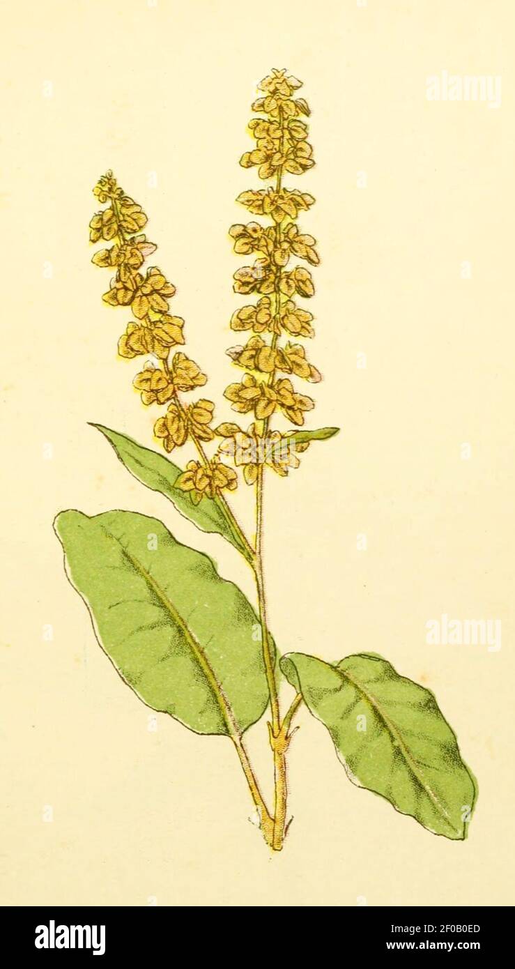 Zuring hi-res stock photography and images - Alamy