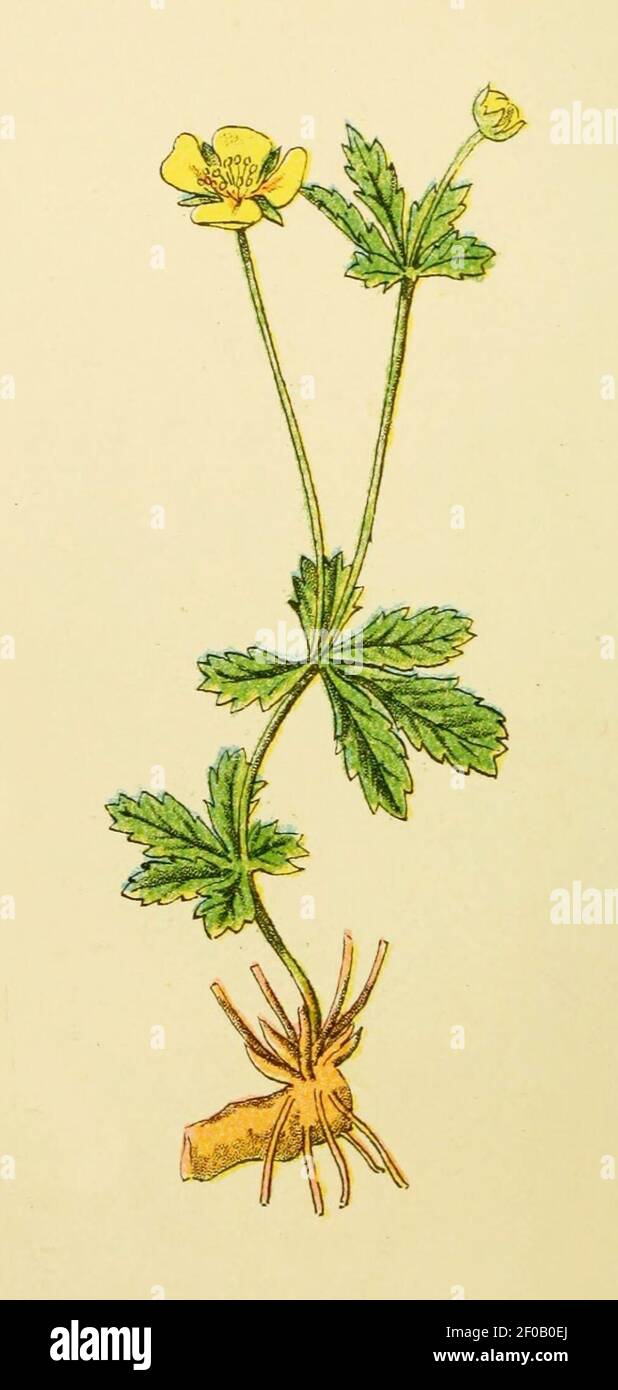Potentilla tormentilla hi-res stock photography and images - Alamy