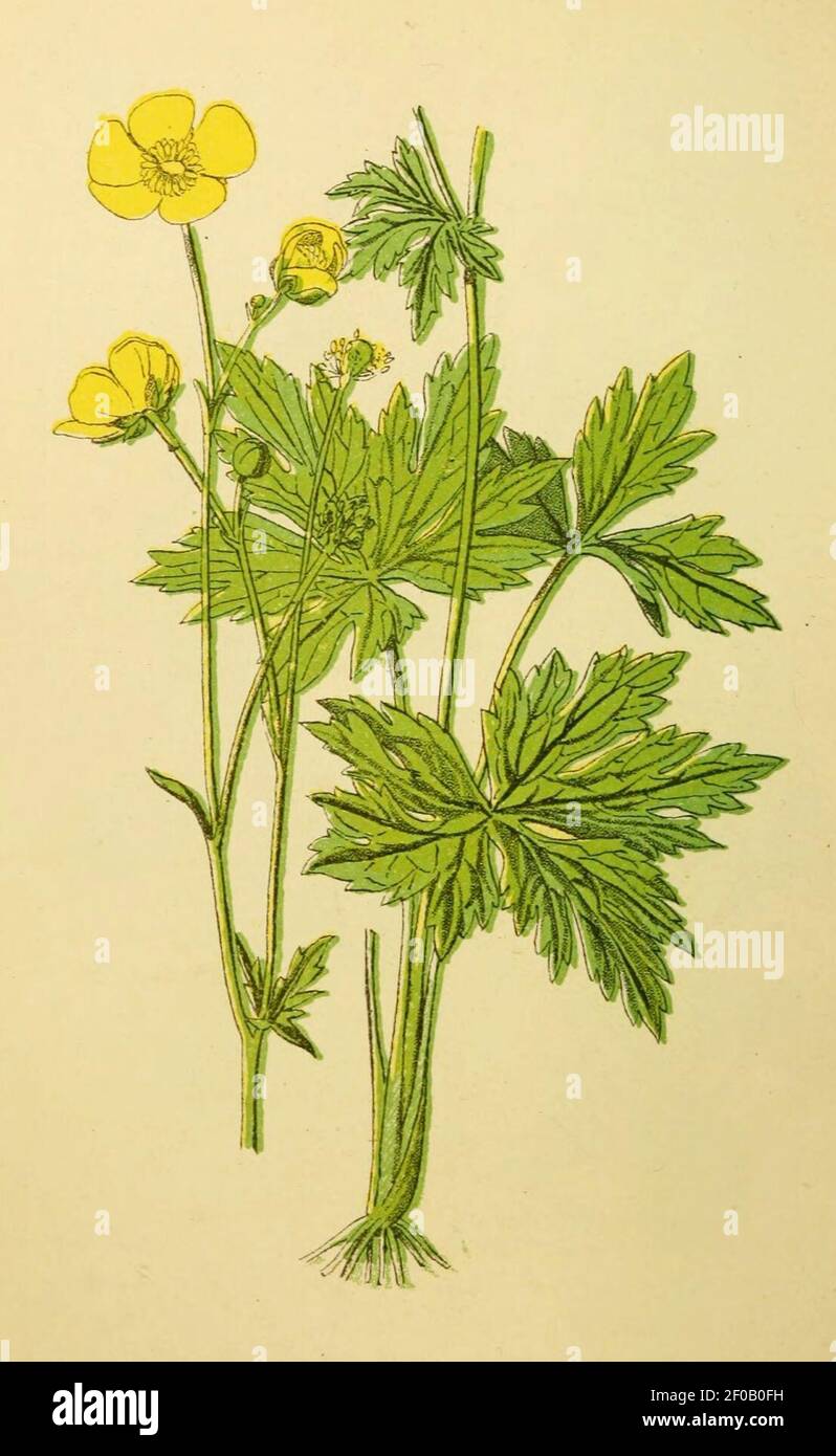 Scherpe hi-res stock photography and images - Alamy