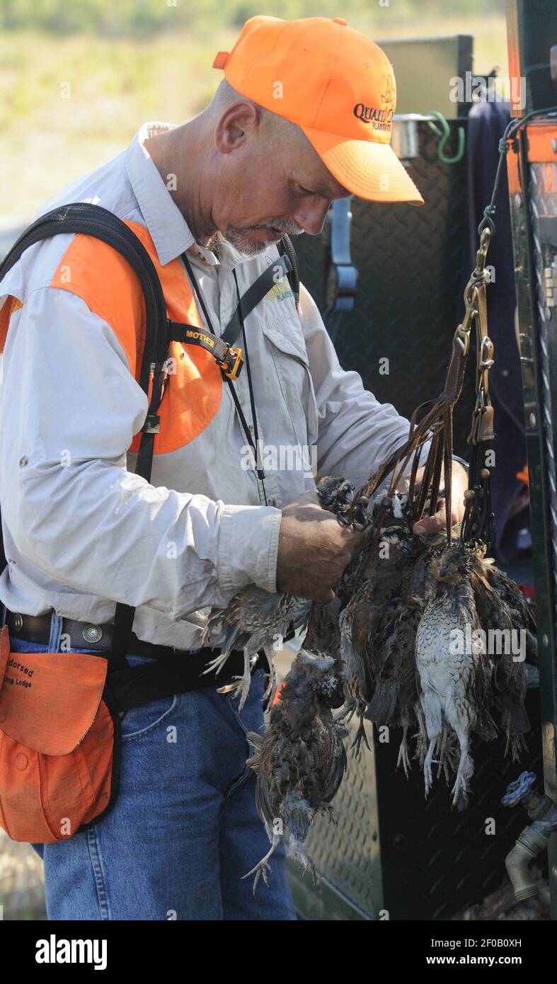 Doug Cannon, the group's hunting guide, hangs quail on a belt to take ...