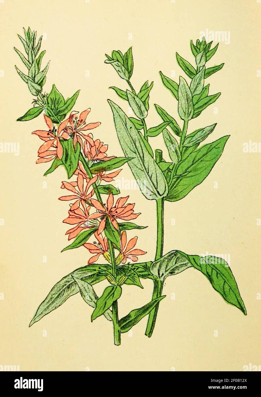 Kattenstaart Plant Clipart Cats Claw Plant: Over 335 Royalty Free