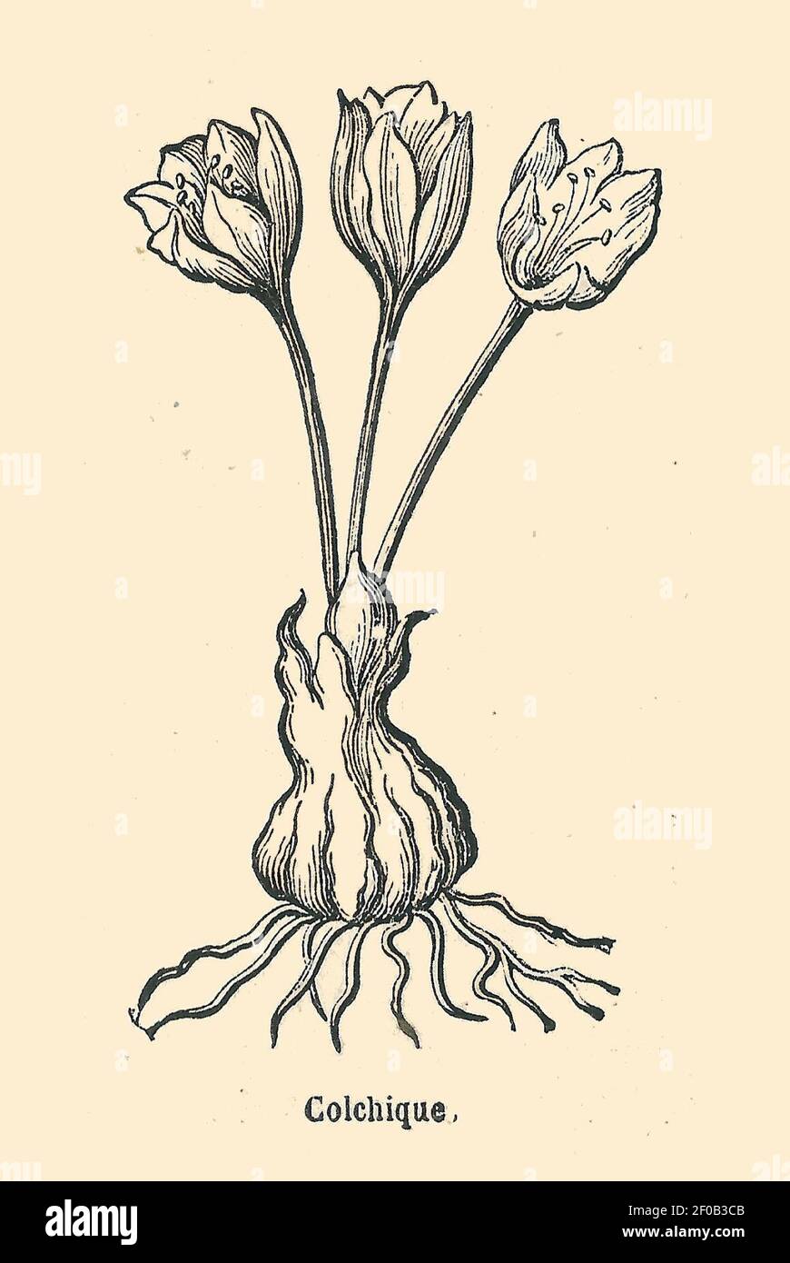 Colchique hi-res stock photography and images - Alamy